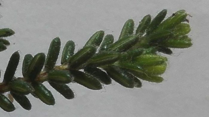 Erica ericoides | PlantZAfrica